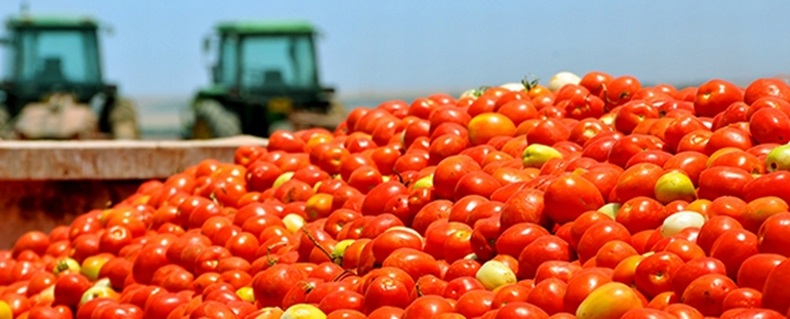 Articles – Tomatoland